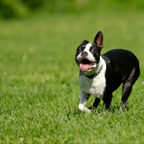 Robert Rosso - Robert's Bio, Credits, Awards,… - Stage 32