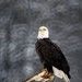 Lisa Loucks Christenson's Photo The Mayor, Nest 2 male (5…